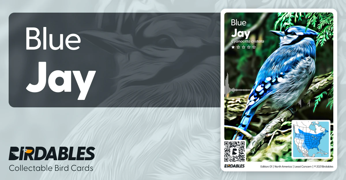 Blue Jay card | Birdables