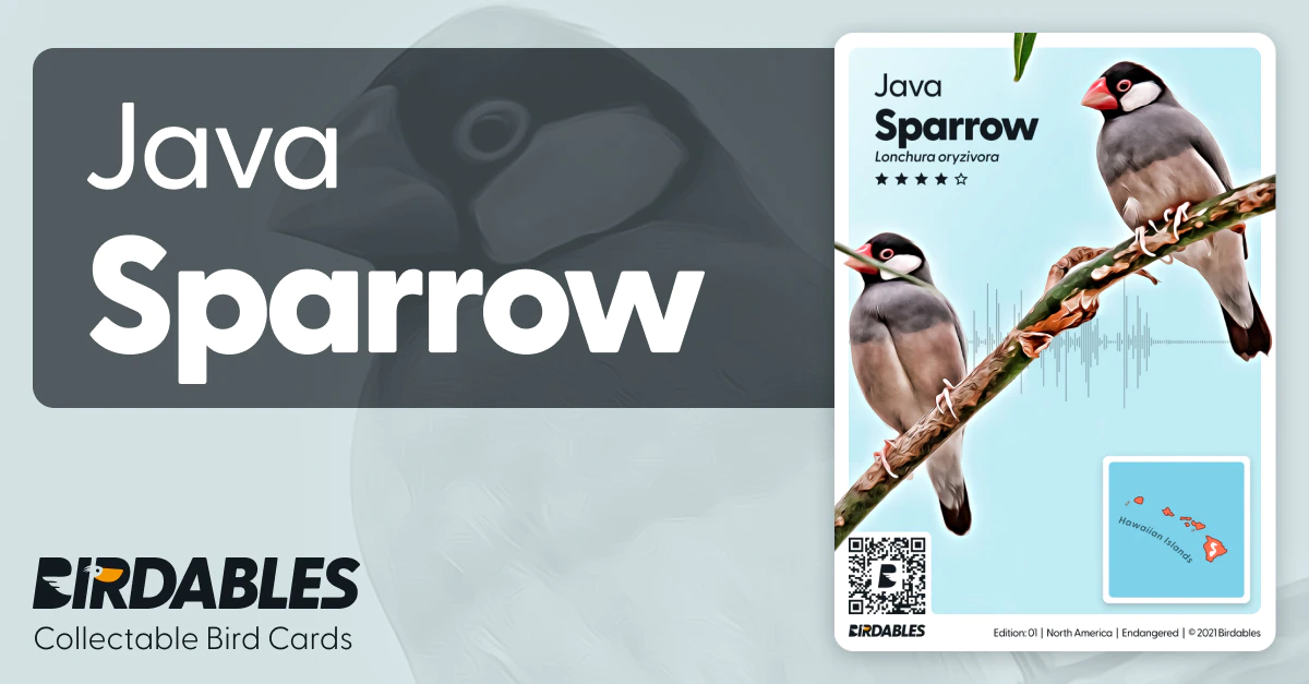 Java Sparrow card | Birdables